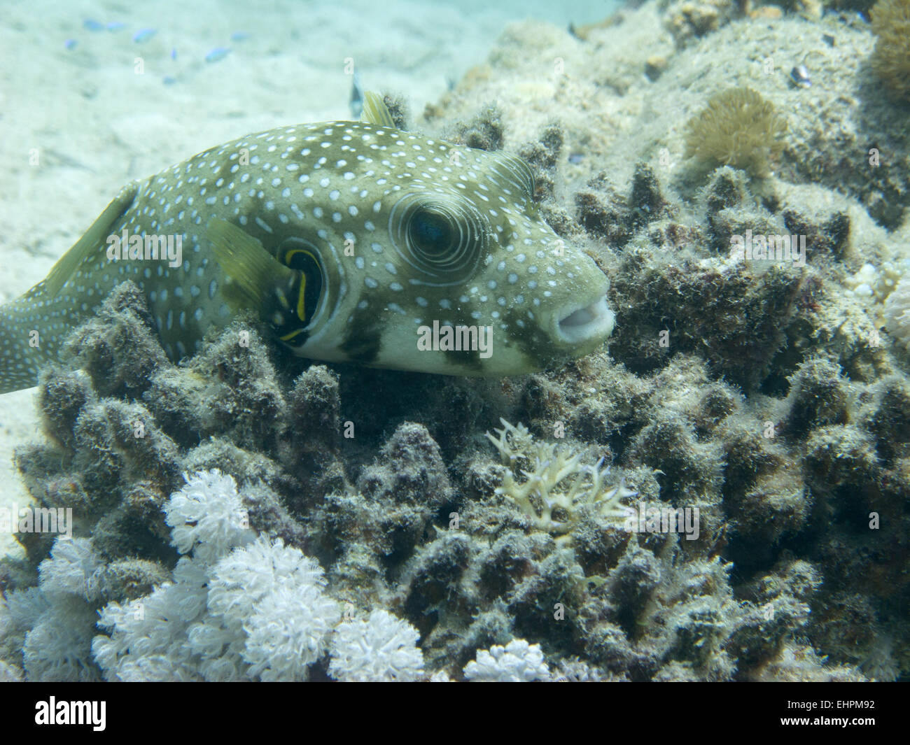 Spotted toadfish hi-res stock photography and images - Alamy