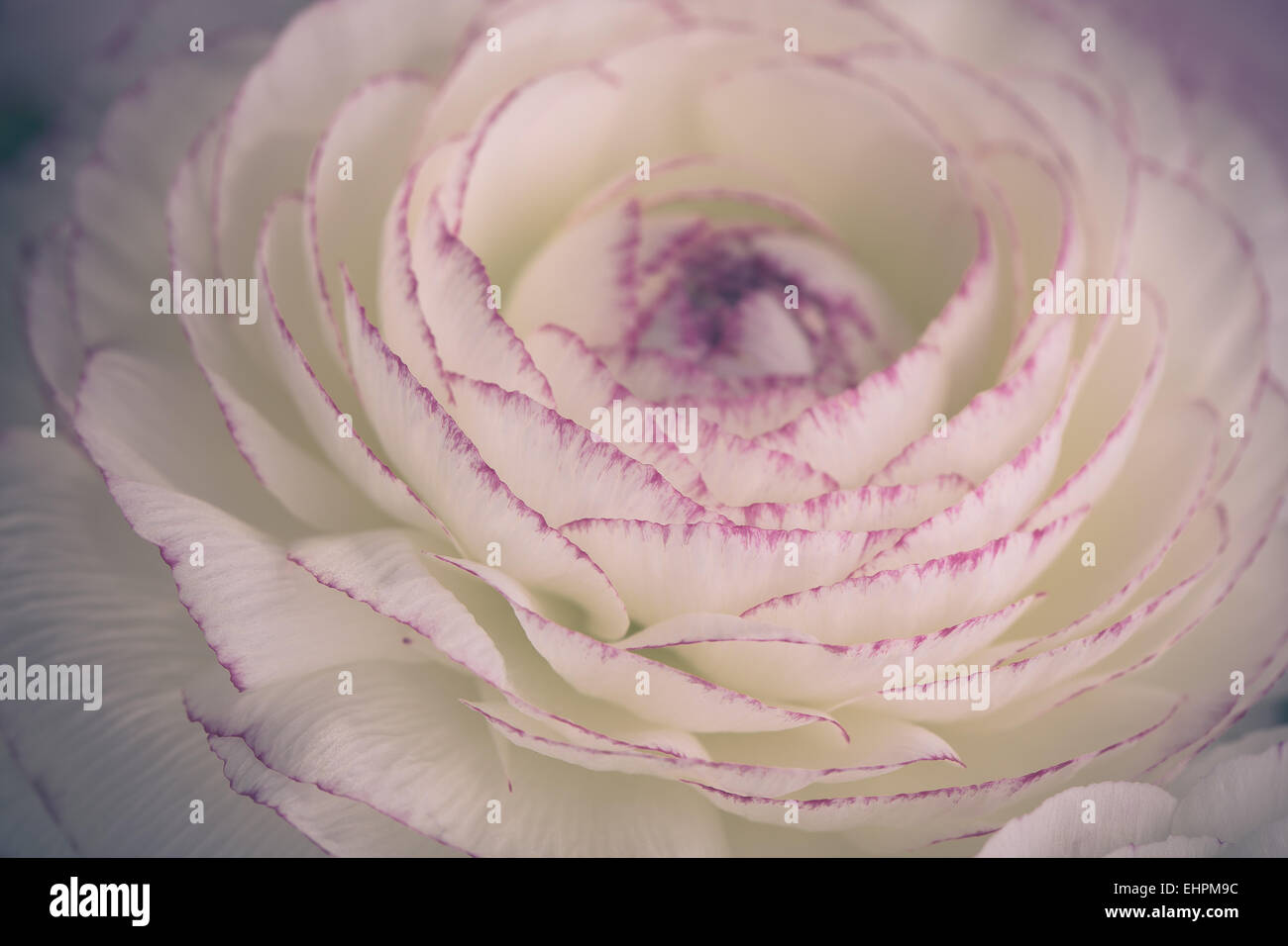 Rose colored buttercup flower hi-res stock photography and images - Alamy