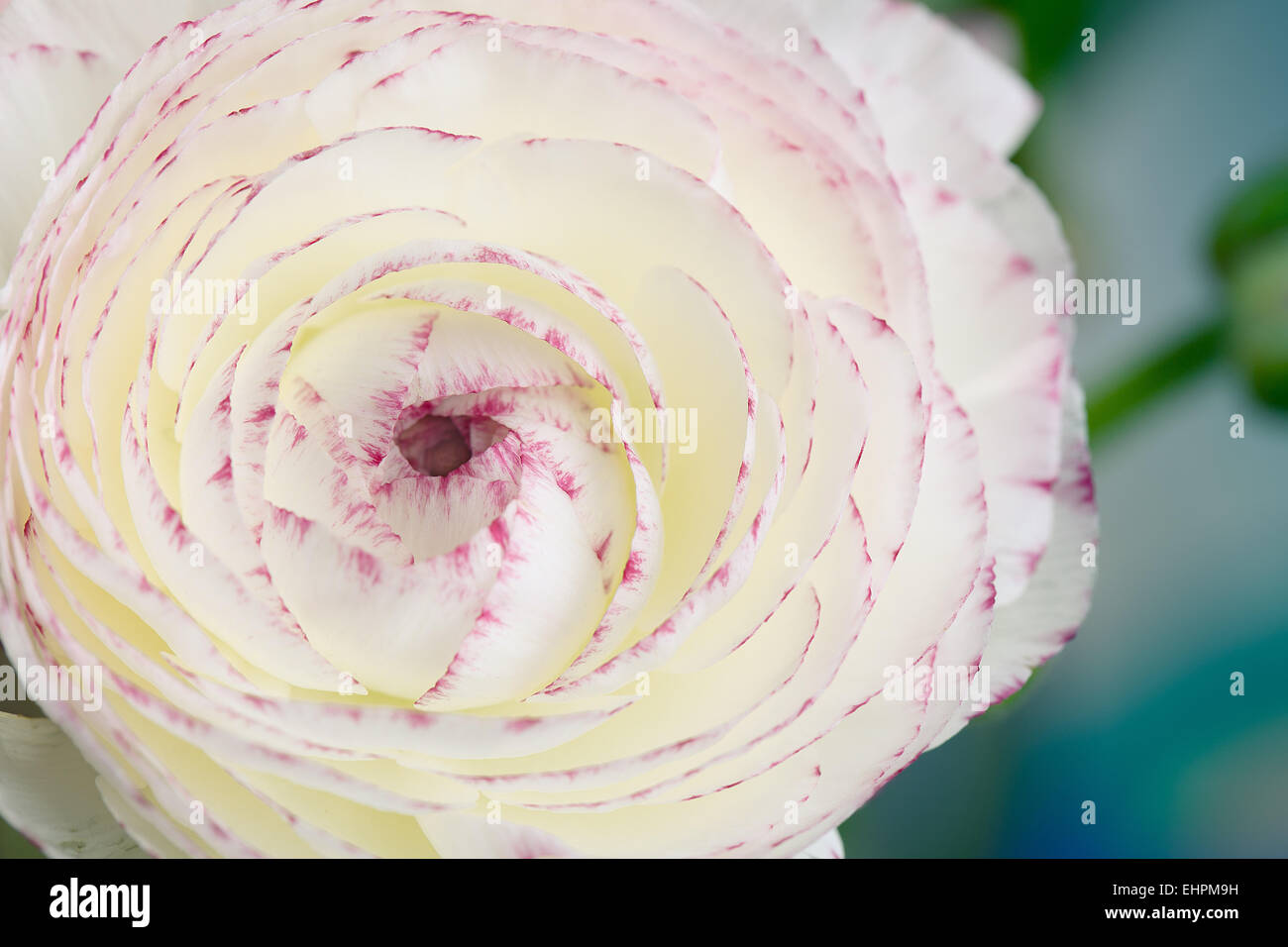 Pastel Colored Buttercop Flower Stock Photo - Alamy