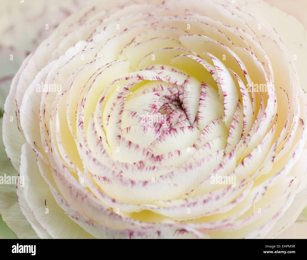 Pastel Colored Buttercop Flower Stock Photo - Alamy