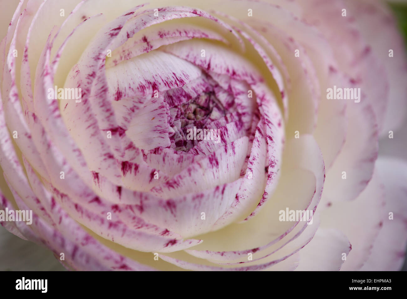 Rose colored buttercup flower hi-res stock photography and images - Alamy