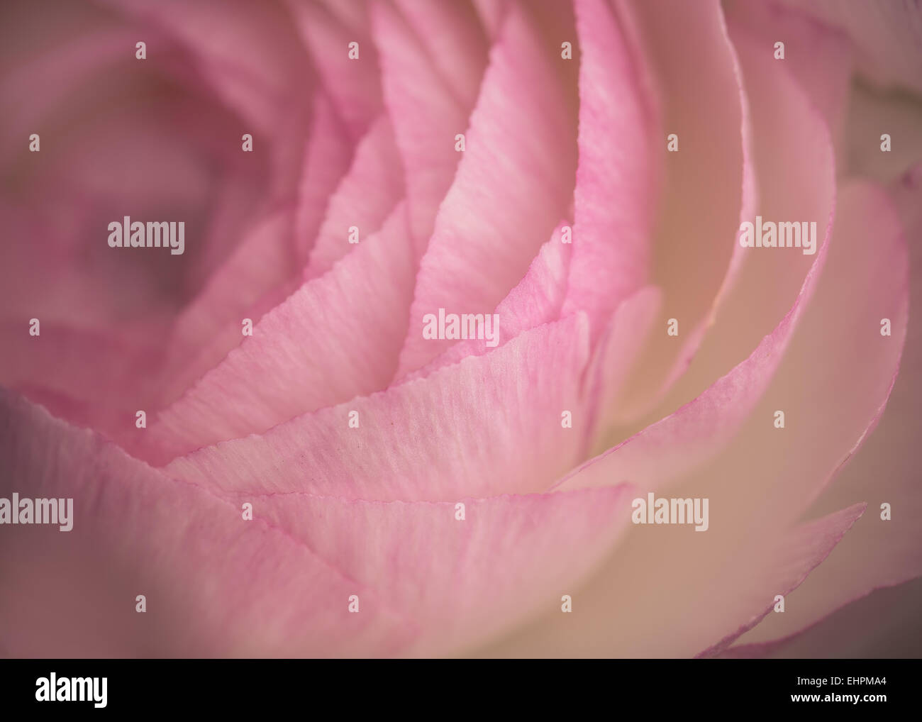 Pastel Colored Buttercop Flower Stock Photo - Alamy