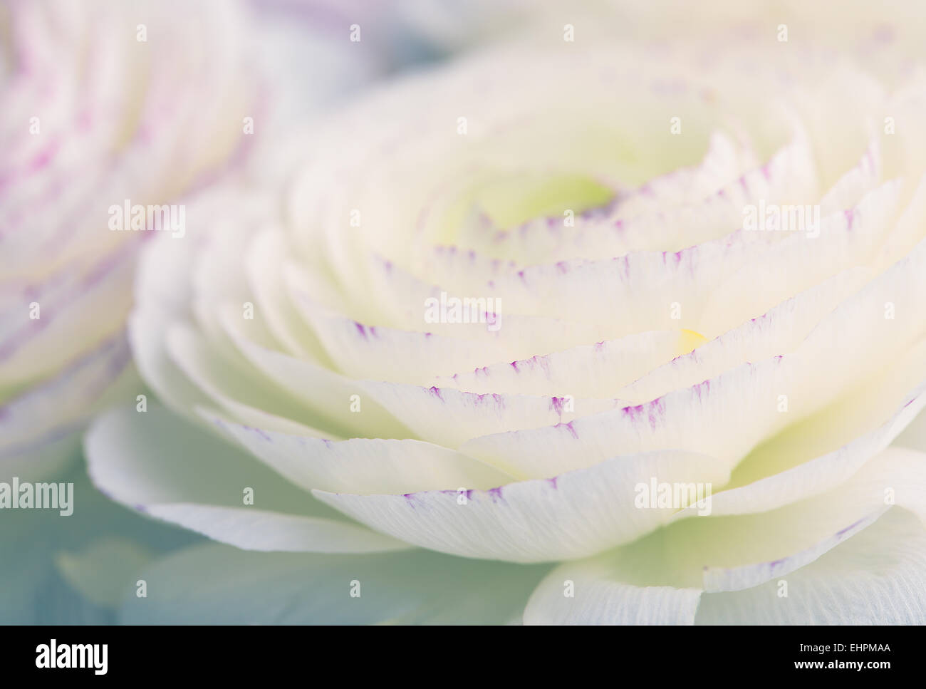 Rose colored buttercup flower hi-res stock photography and images - Alamy