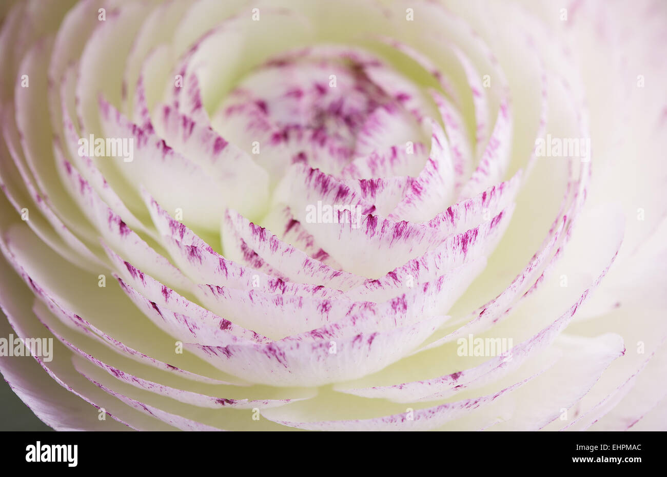 Soft colored flower hi-res stock photography and images - Alamy