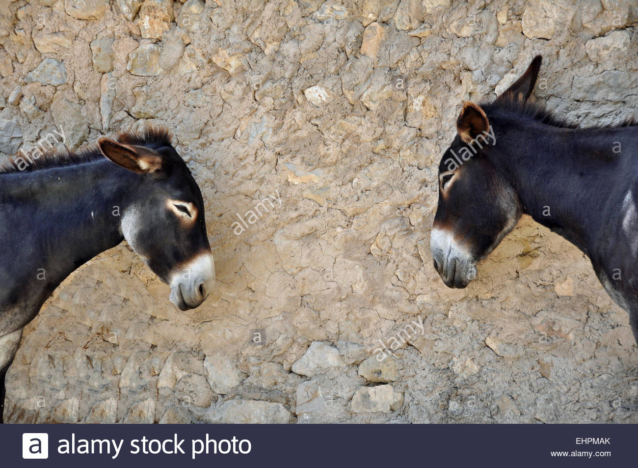 Two Mules Stock Photos & Two Mules Stock Images - Alamy