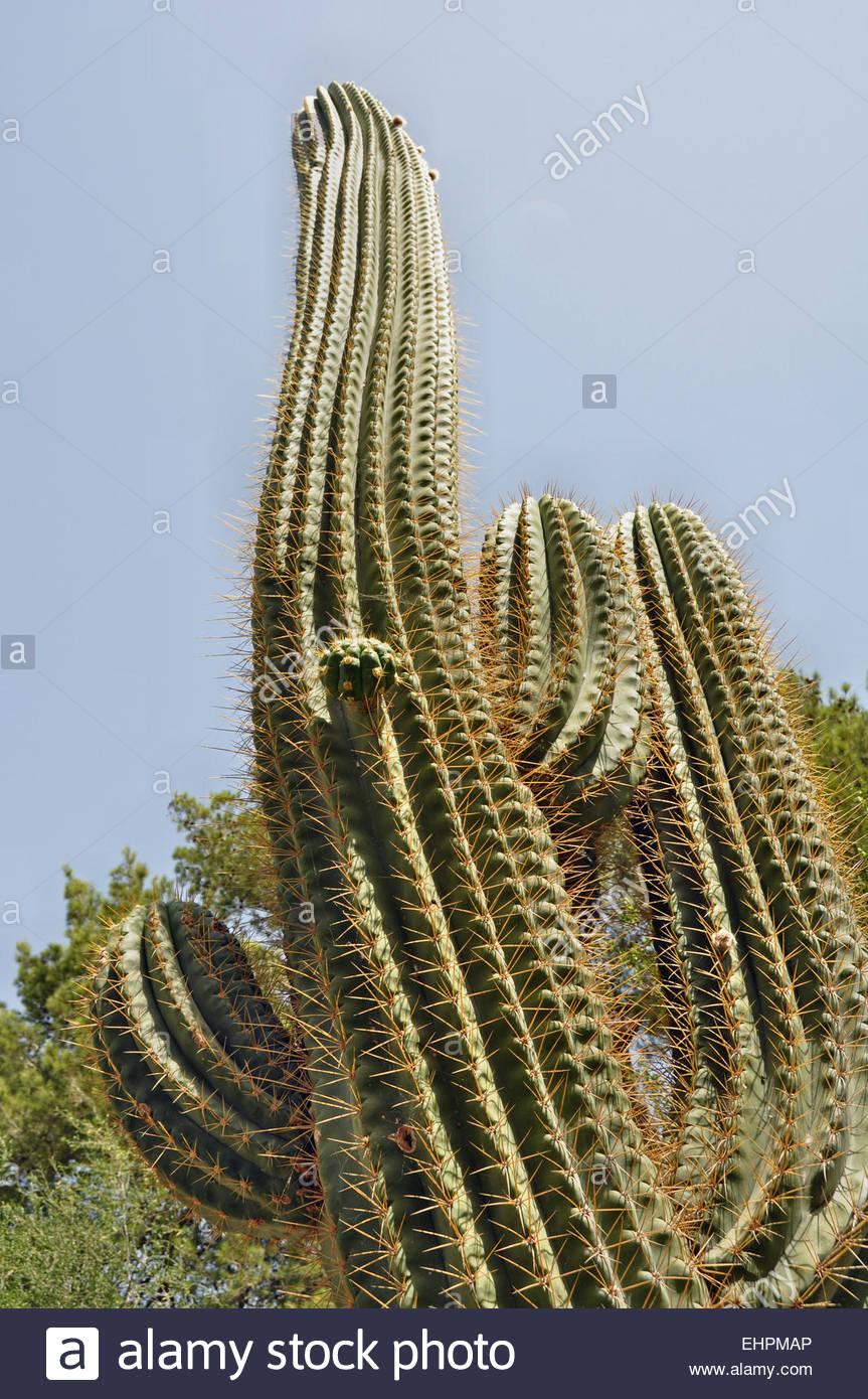 Kakteengewaechs Stock Photos & Kakteengewaechs Stock Images - Alamy