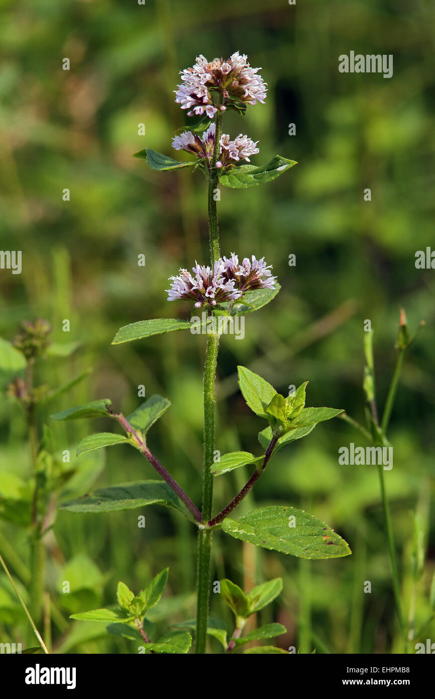 Mentha aquatica, Water Mint Stock Photo - Alamy