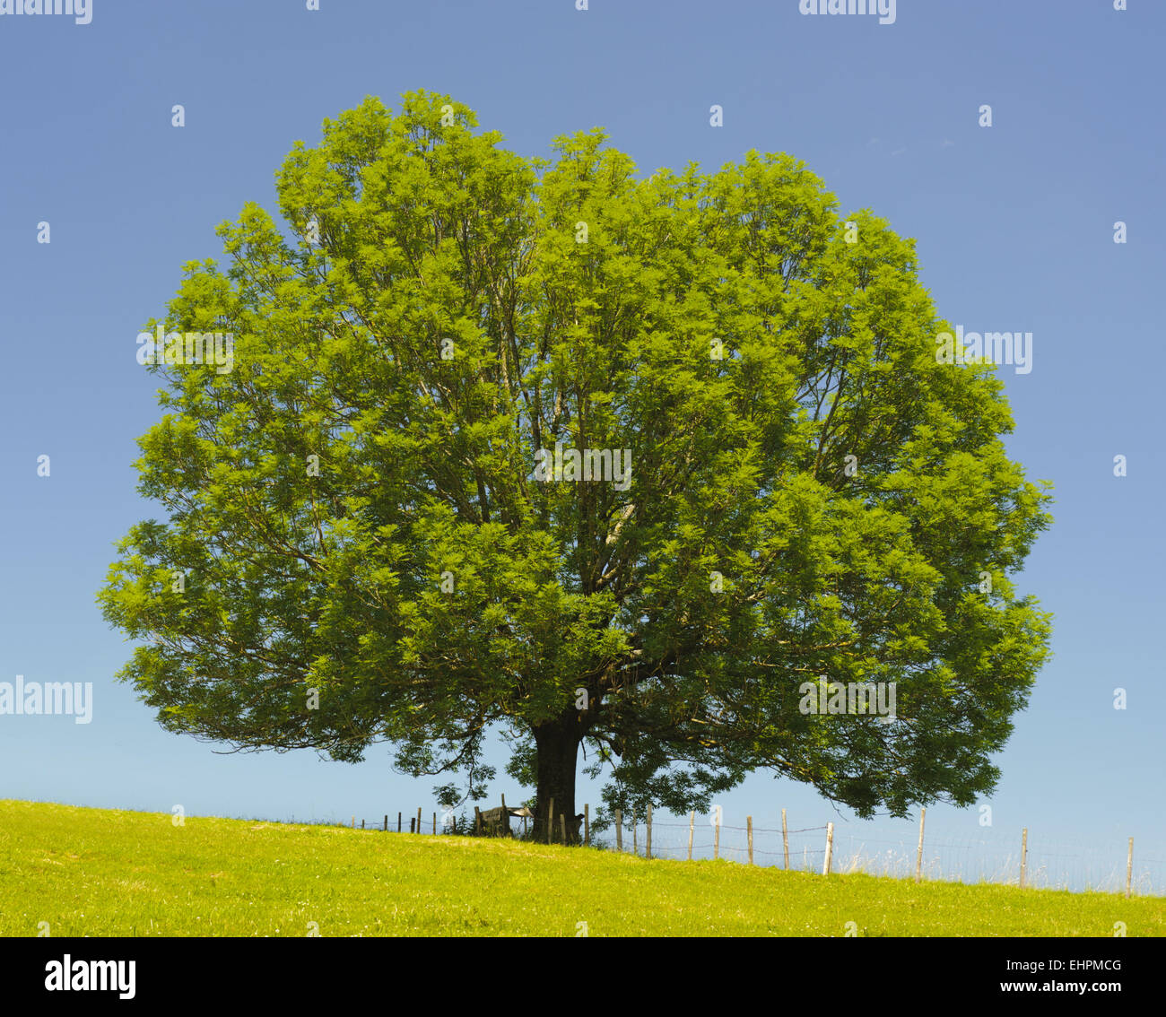 single old big ash tree at spring Stock Photo - Alamy