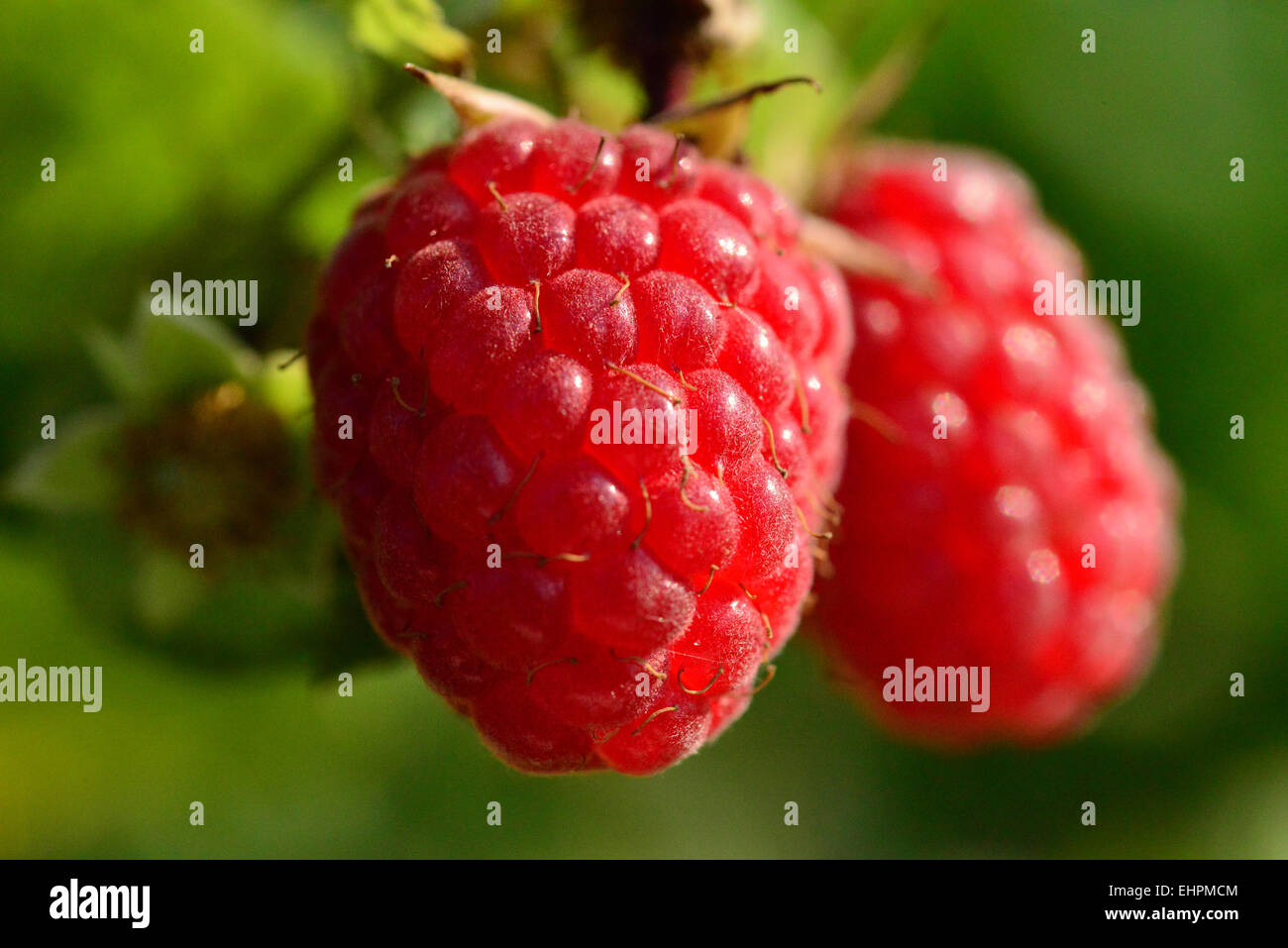 Rot und reif hi-res stock photography and images - Alamy