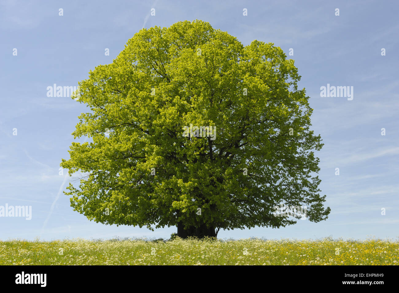 single big linden tree in meadow at spring Stock Photo - Alamy