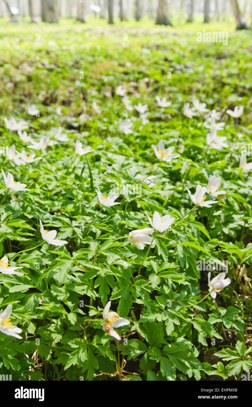 The first spring flowers in nature hi-res stock photography and images ...
