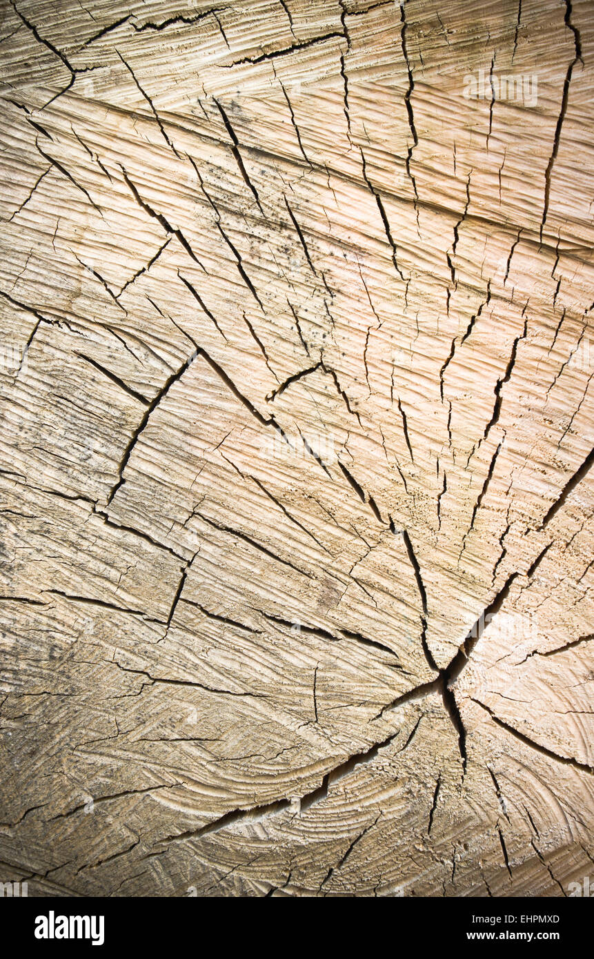 Transverse process hi-res stock photography and images - Alamy