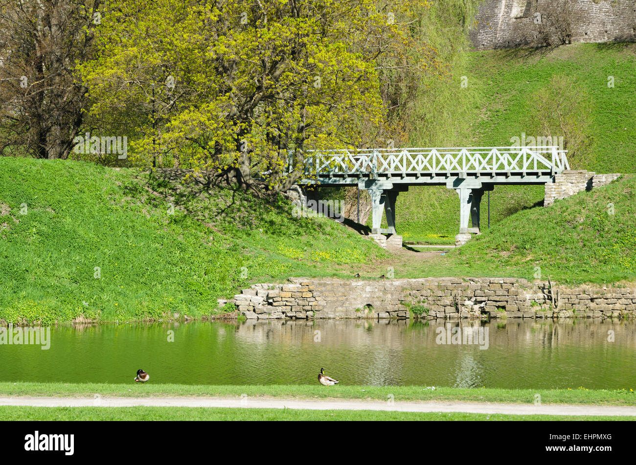 Ducks on the pond in spring Park Stock Photo - Alamy