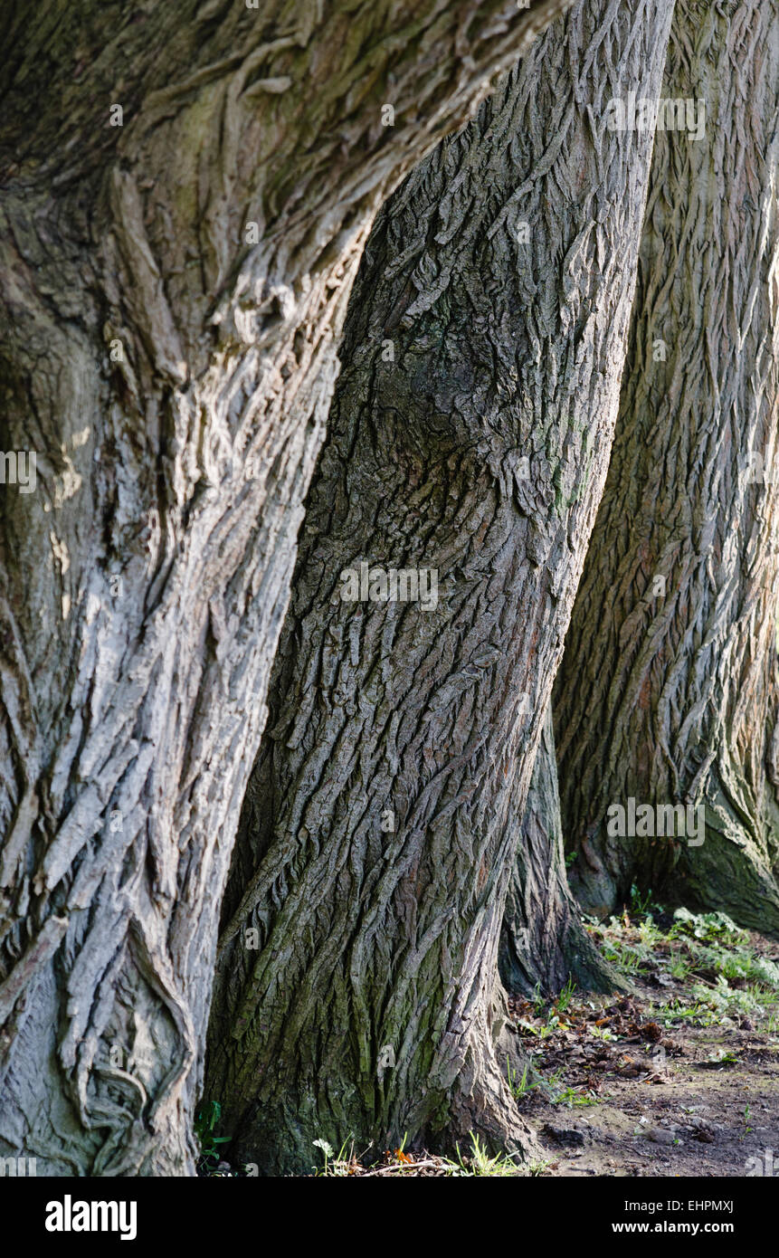 Trees and trunks hi-res stock photography and images - Alamy