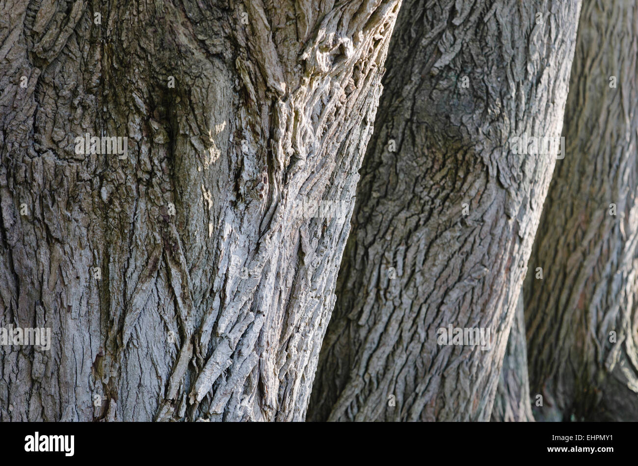 Tree trunks up close hi-res stock photography and images - Alamy