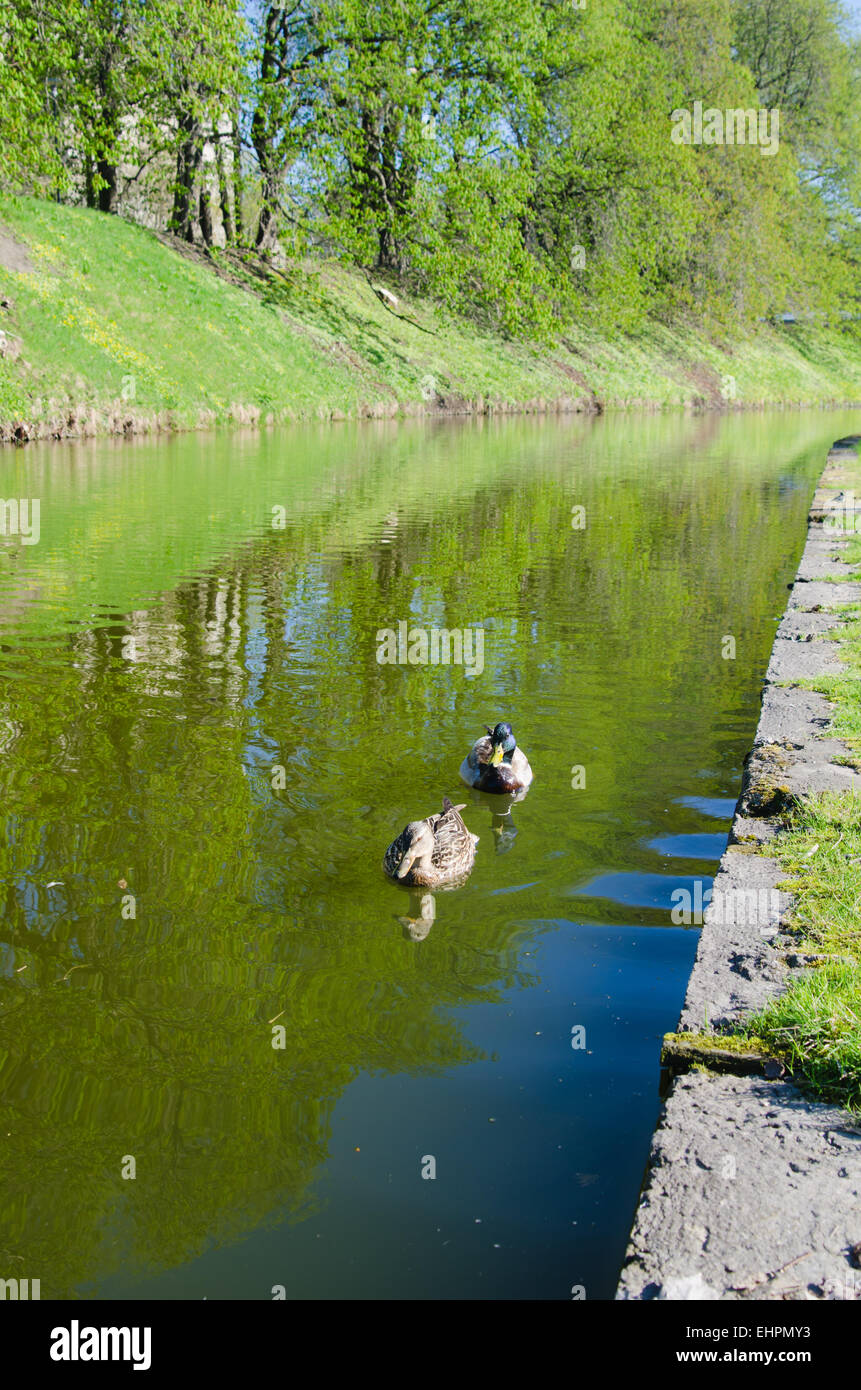 Ducks on the pond in spring Park Stock Photo - Alamy