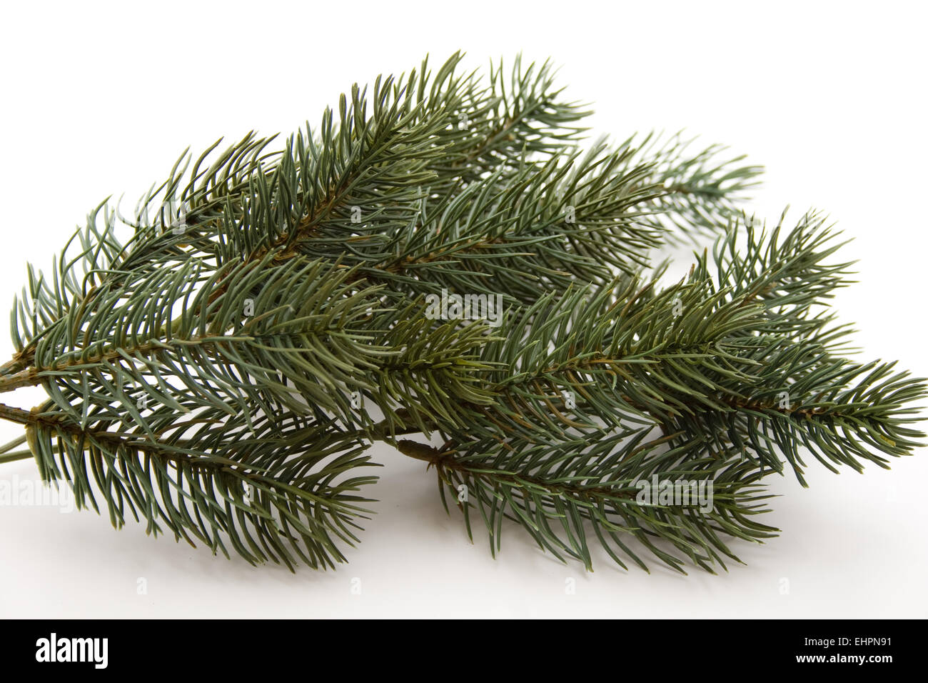 Fir green hi-res stock photography and images - Alamy