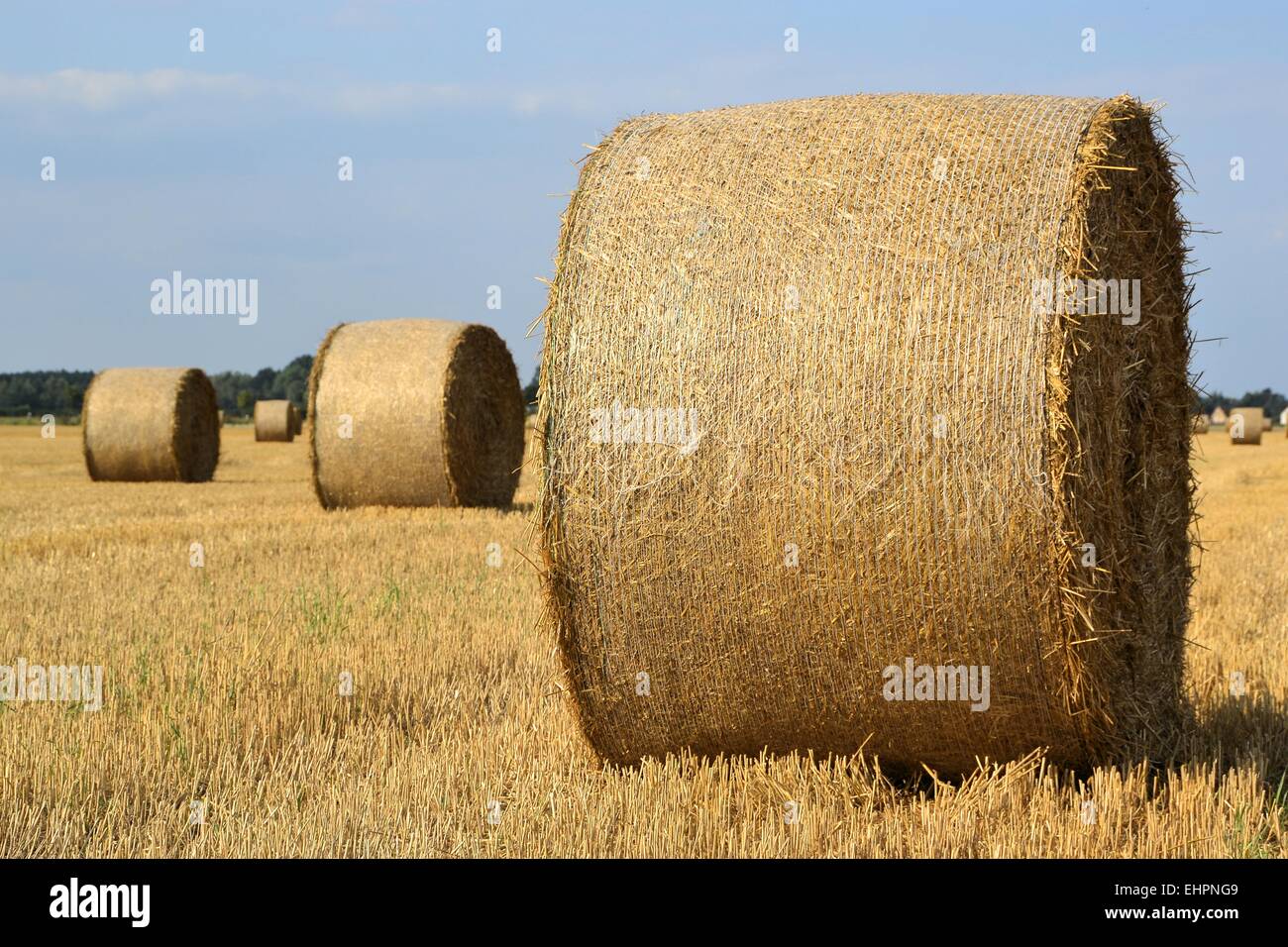 Round straw bales in a field Stock Photo - Alamy