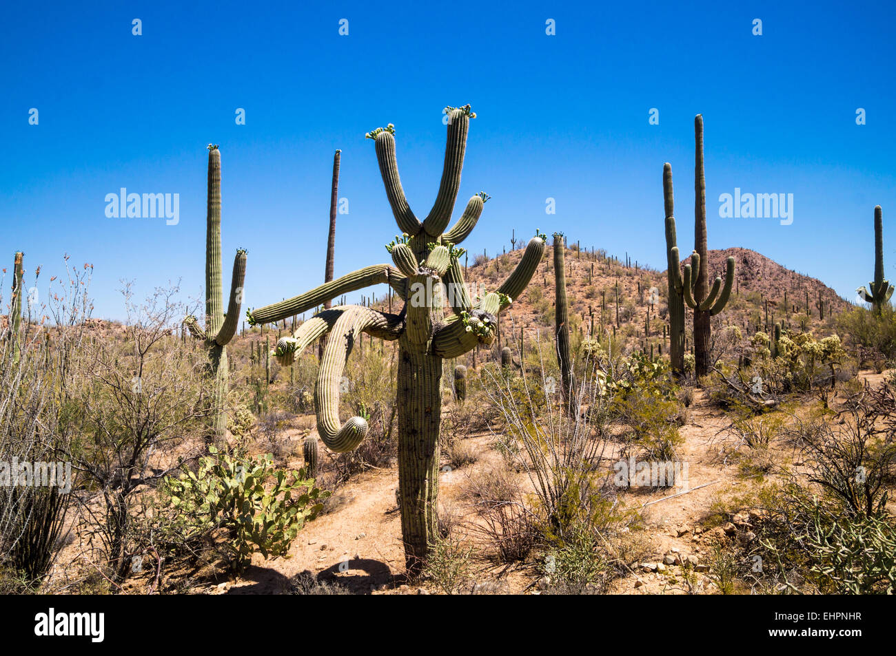 Saguaro and arms hi-res stock photography and images - Alamy