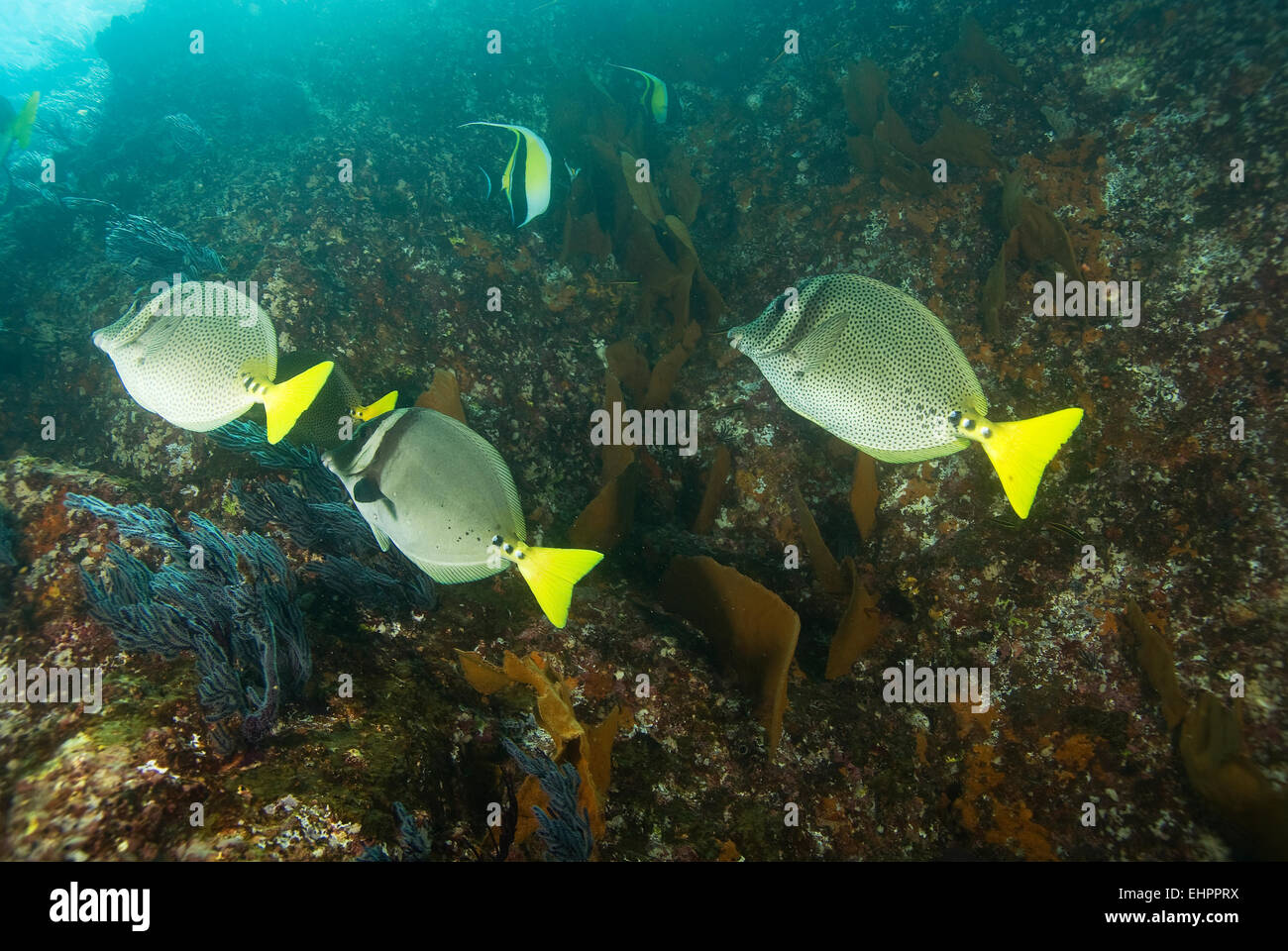 Tropical fish swim at Cabo San Lucas, Mexico Coral Reef Stock Photo - Alamy