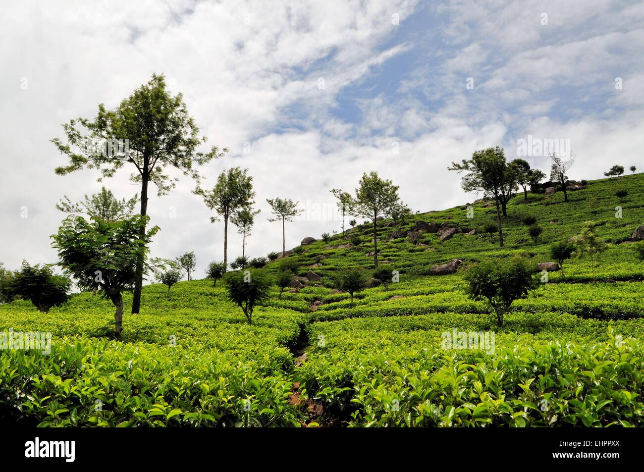 Sri lanka kandy tea estate hi-res stock photography and images - Alamy