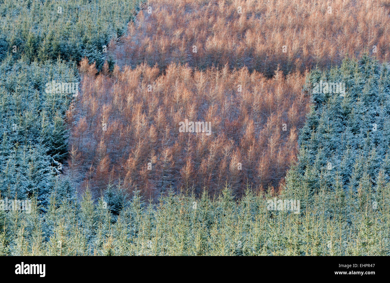 Scottish forestry hi-res stock photography and images - Alamy