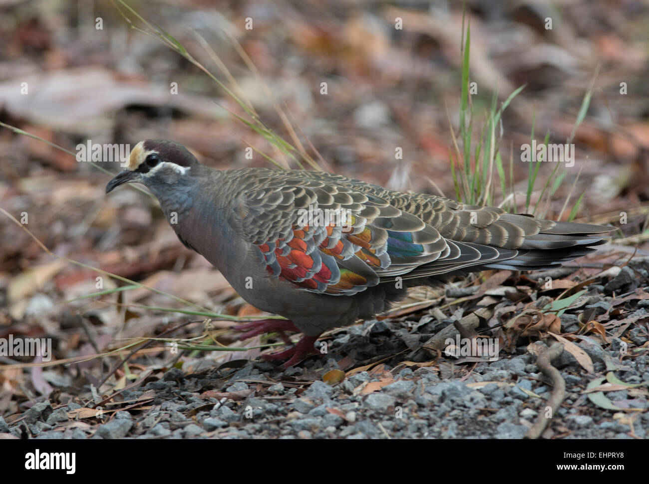 Bronzewing hi-res stock photography and images - Alamy