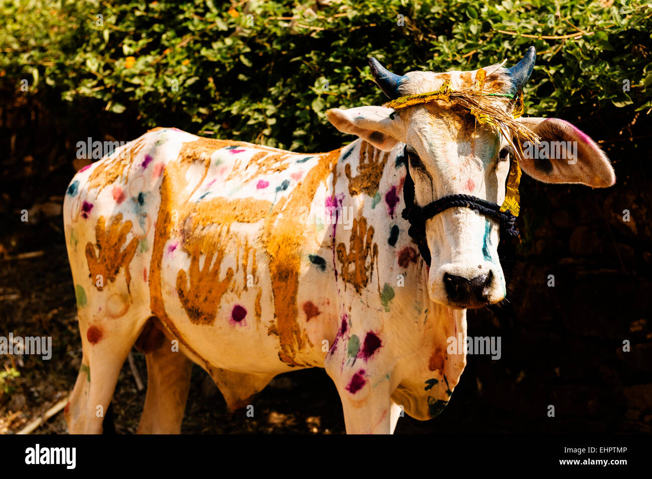Freshly decorated animals for "Day Of The Cow", Udaipur Stock Photo - Alamy