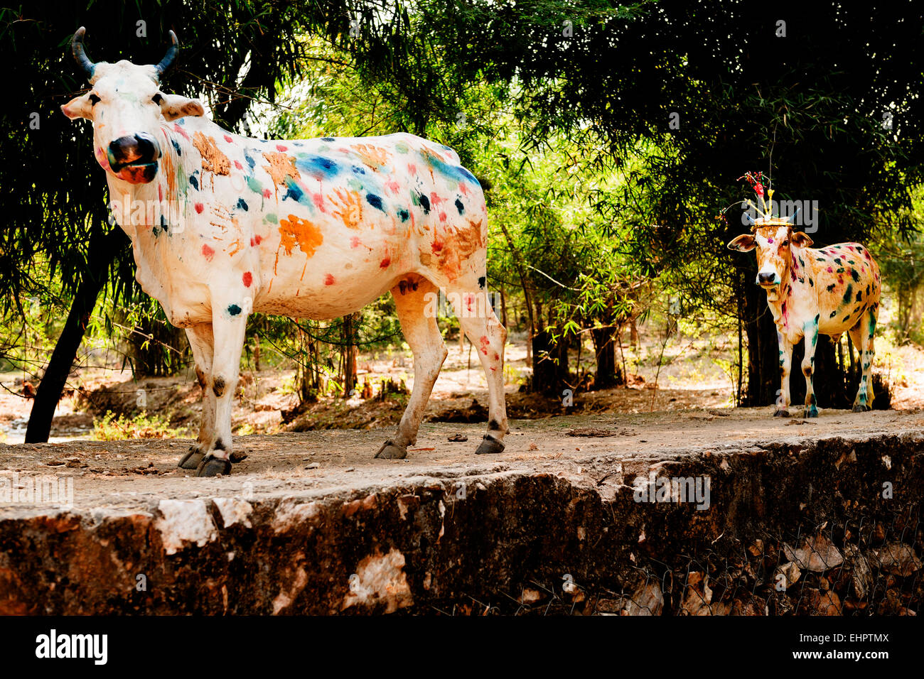 Decorated cow india hi-res stock photography and images - Alamy