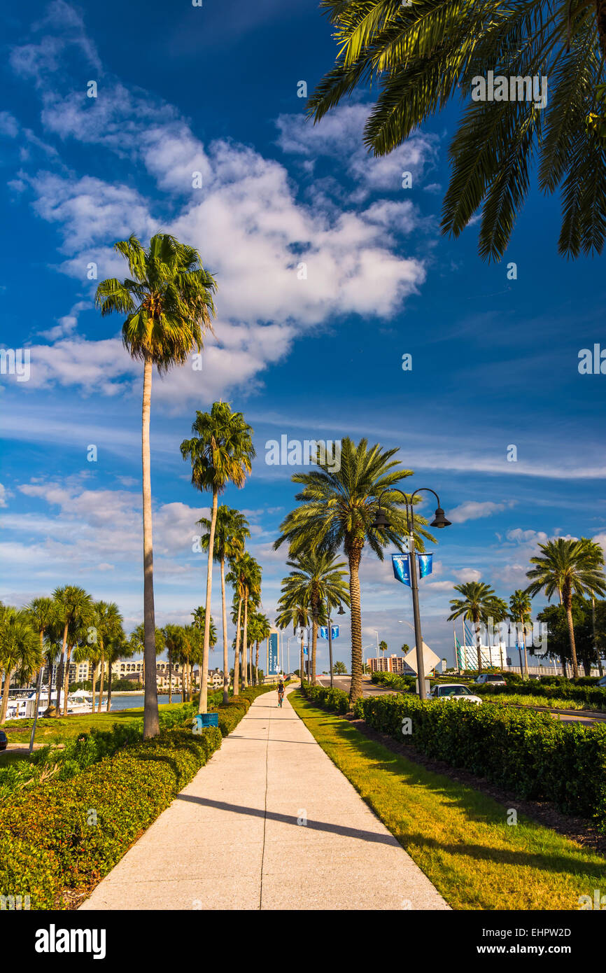 Palm trees sidewalk sky city hi-res stock photography and images - Alamy