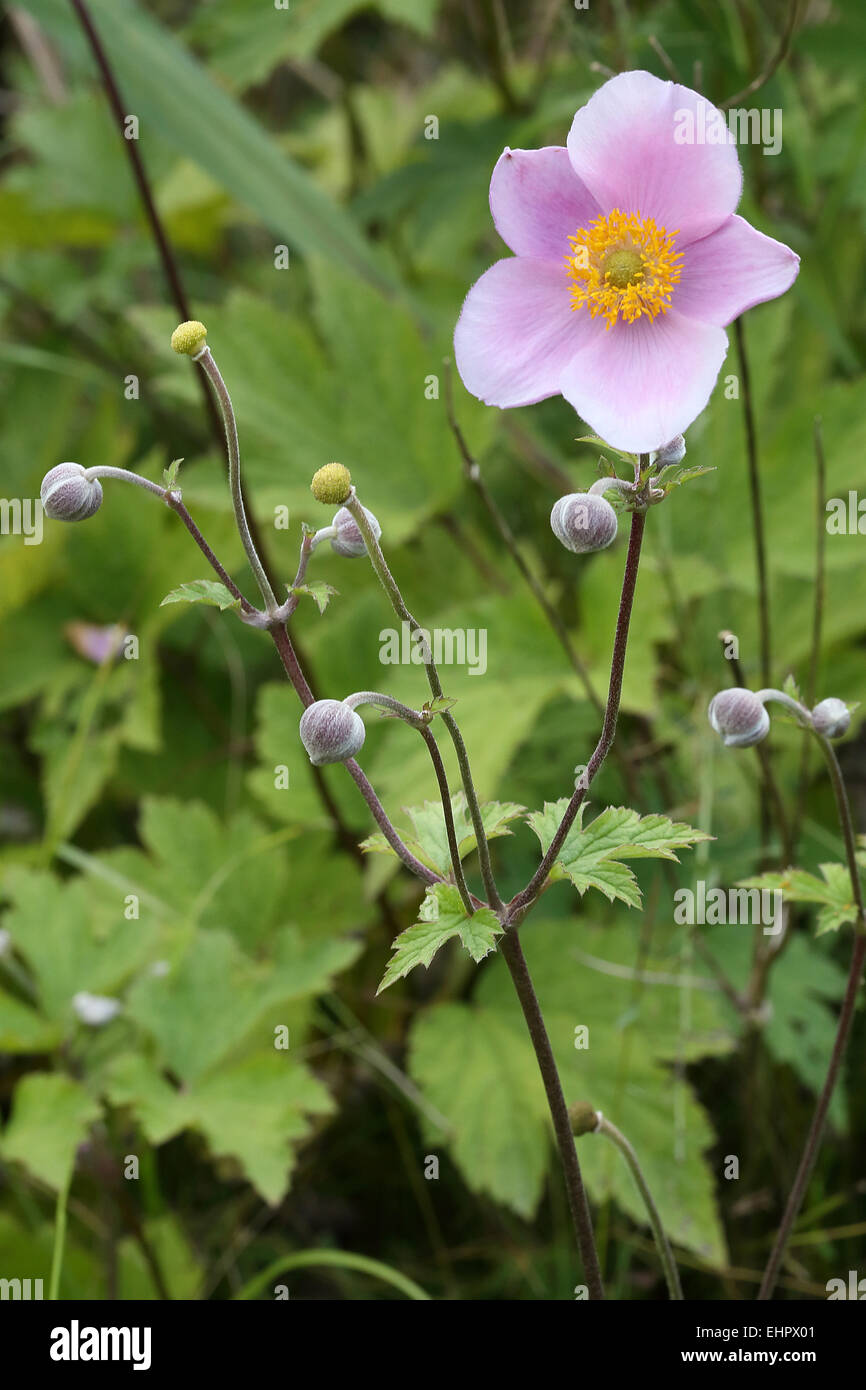 Anemona hupehensis hi-res stock photography and images - Alamy