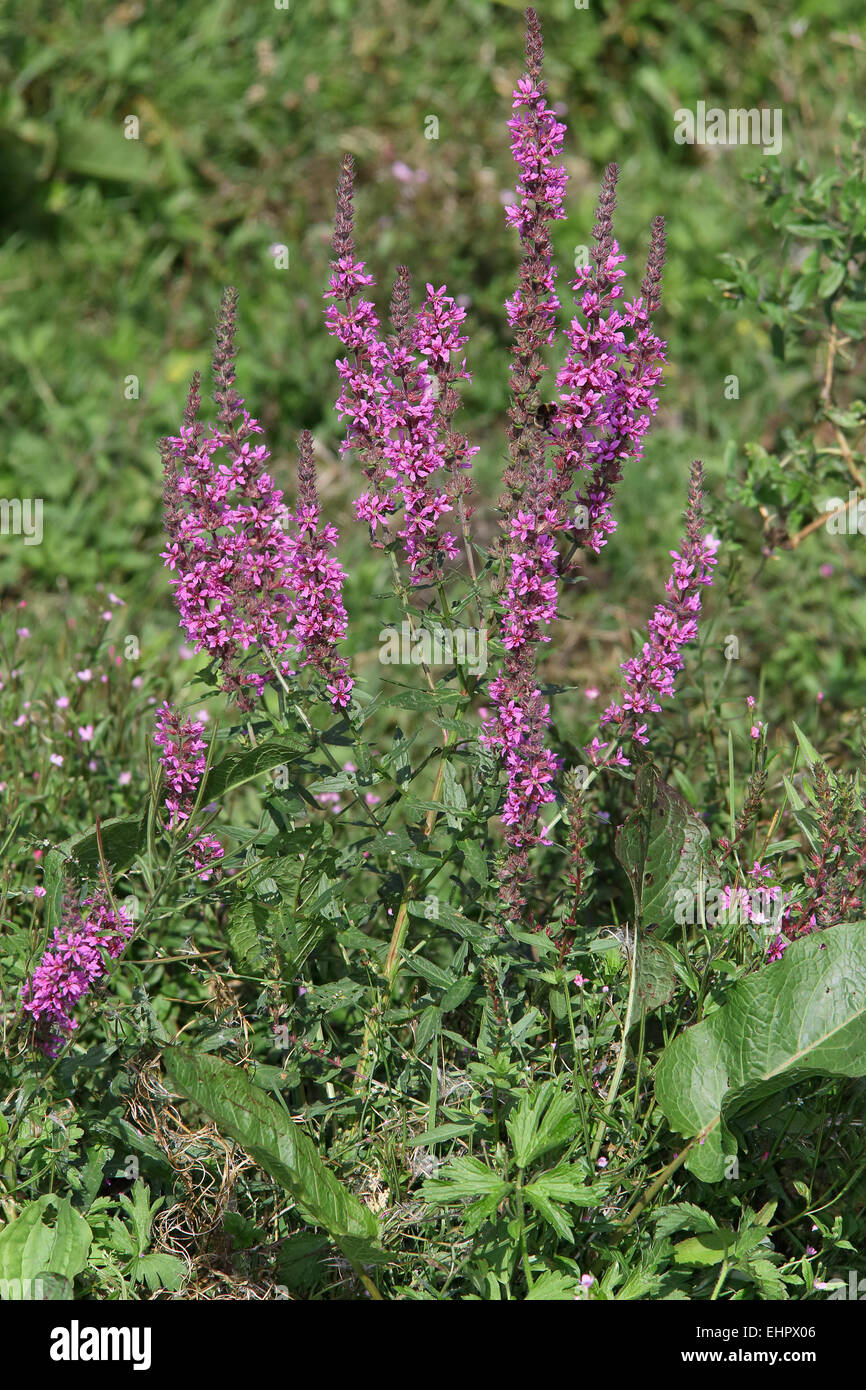 Lythrum salicaria, Purple Loosestrife Stock Photo - Alamy