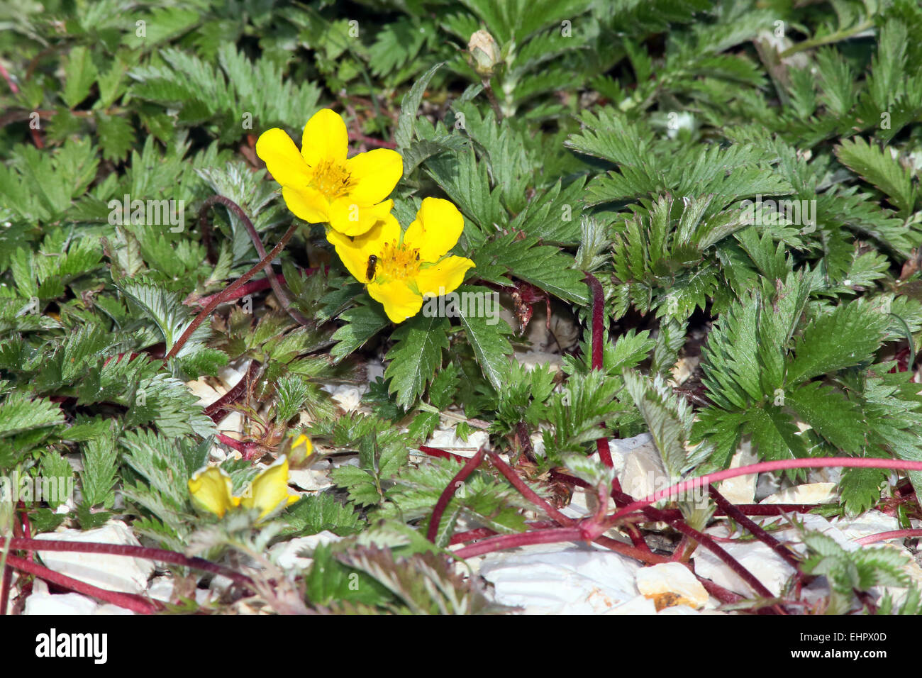 Silverweed herb hi-res stock photography and images - Alamy
