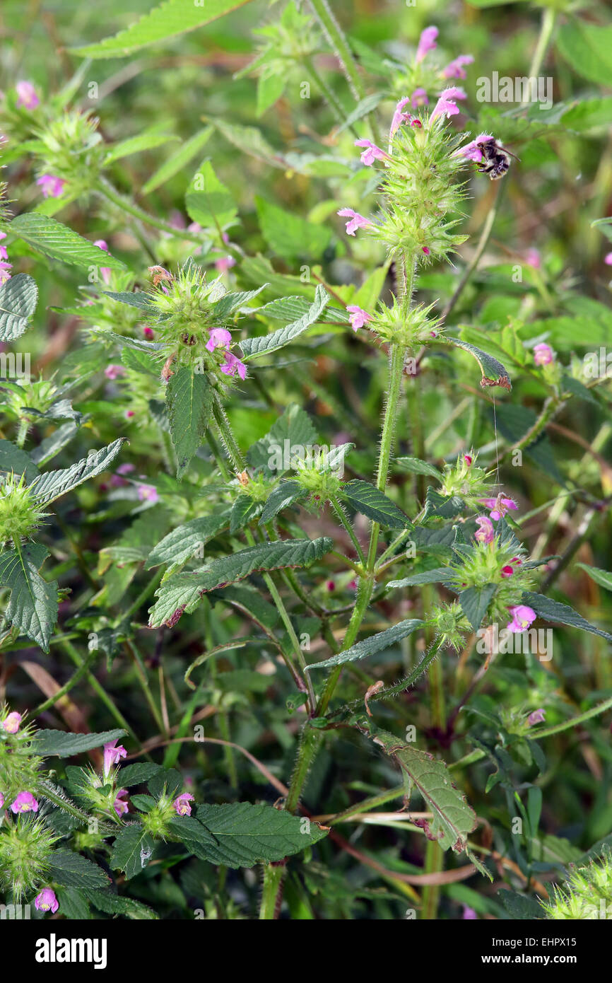 Common hemp nettle hi-res stock photography and images - Alamy