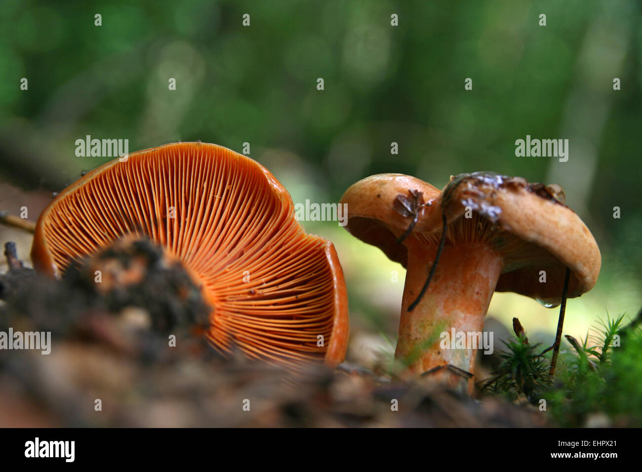 Saffron milk cap Stock Photo - Alamy