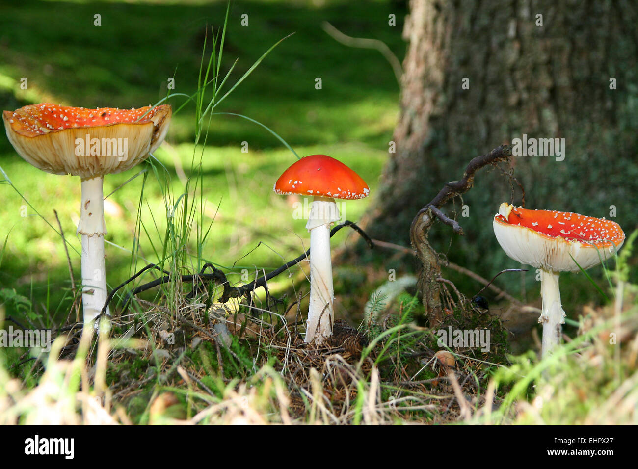 Amanita muscaria pilze hi-res stock photography and images - Alamy