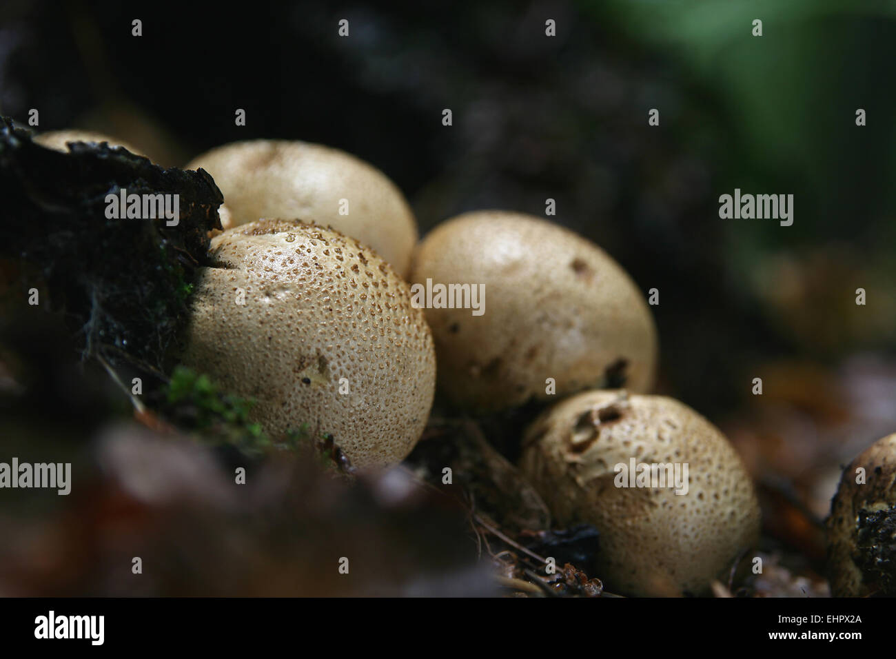 Fungal ball hi-res stock photography and images - Alamy