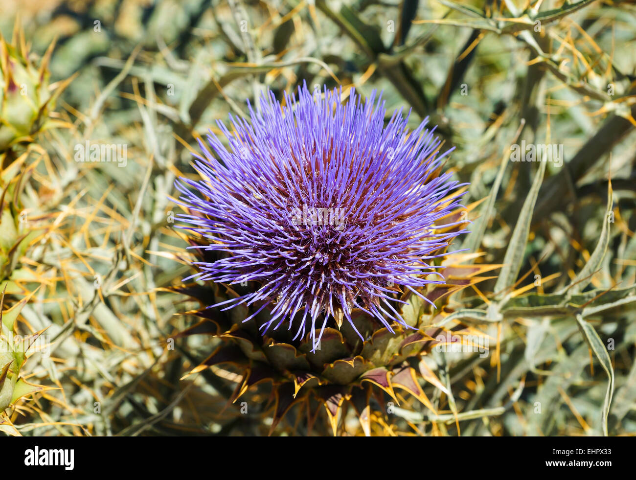 Acanthoid hi-res stock photography and images - Alamy