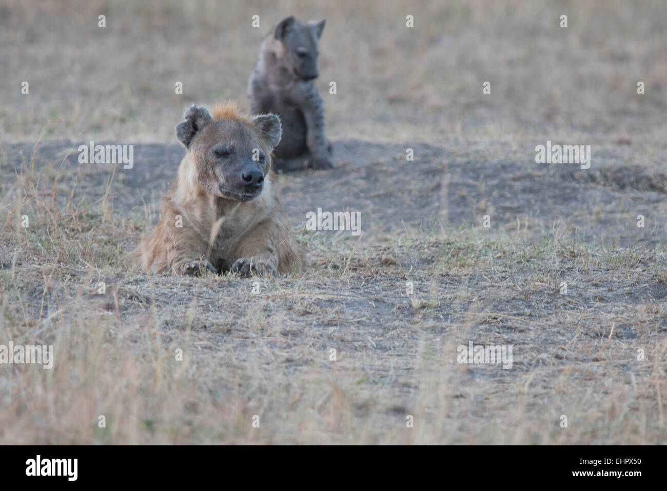 Hyena,Hyarne, Spotted hyena,Crocuta crocuta Stock Photo - Alamy