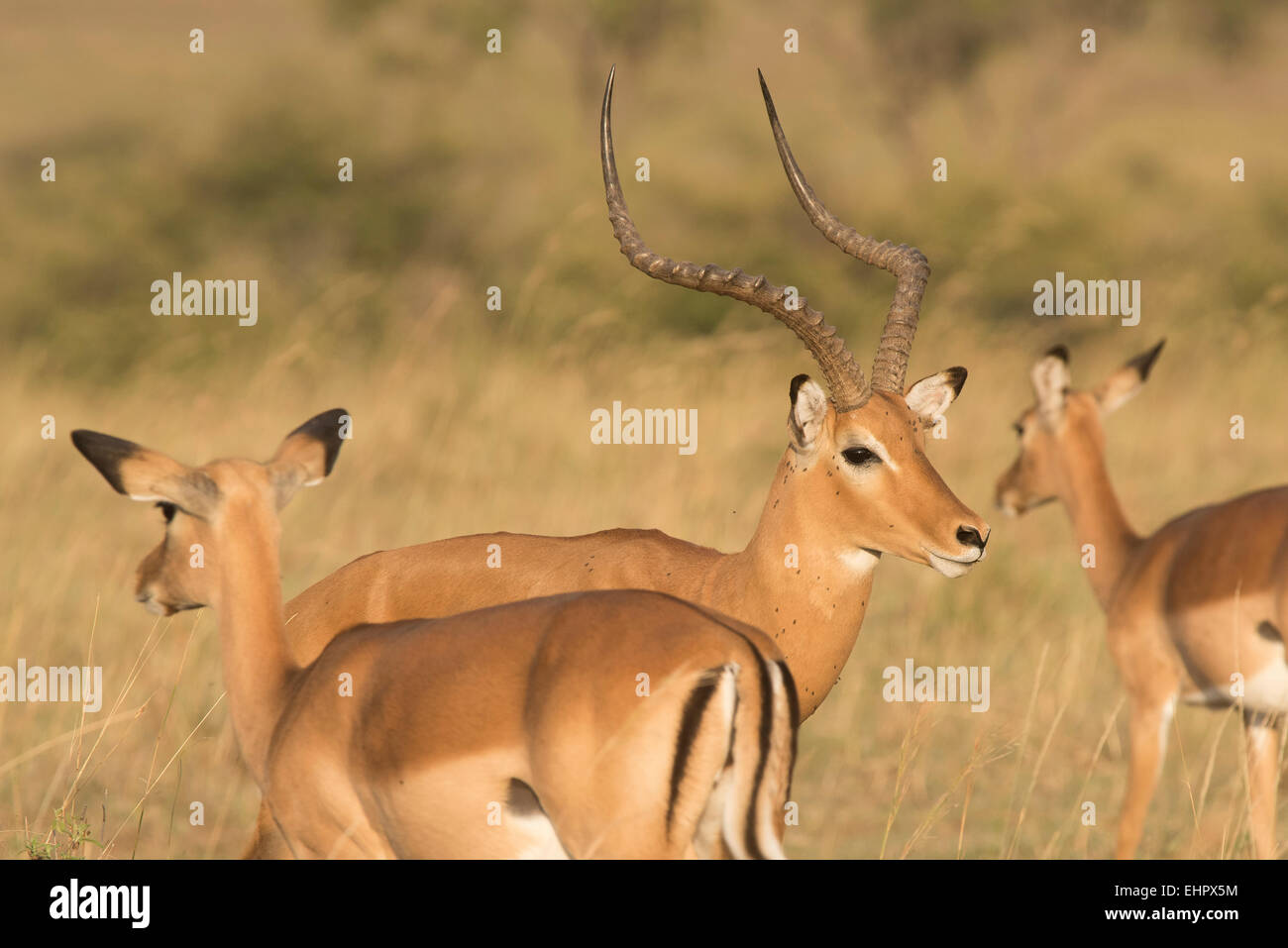 Aepyceros melampus, Impala Stock Photo - Alamy