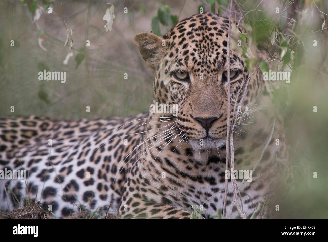 Cheetah, Gepard,Acinonyx jubatus Stock Photo - Alamy