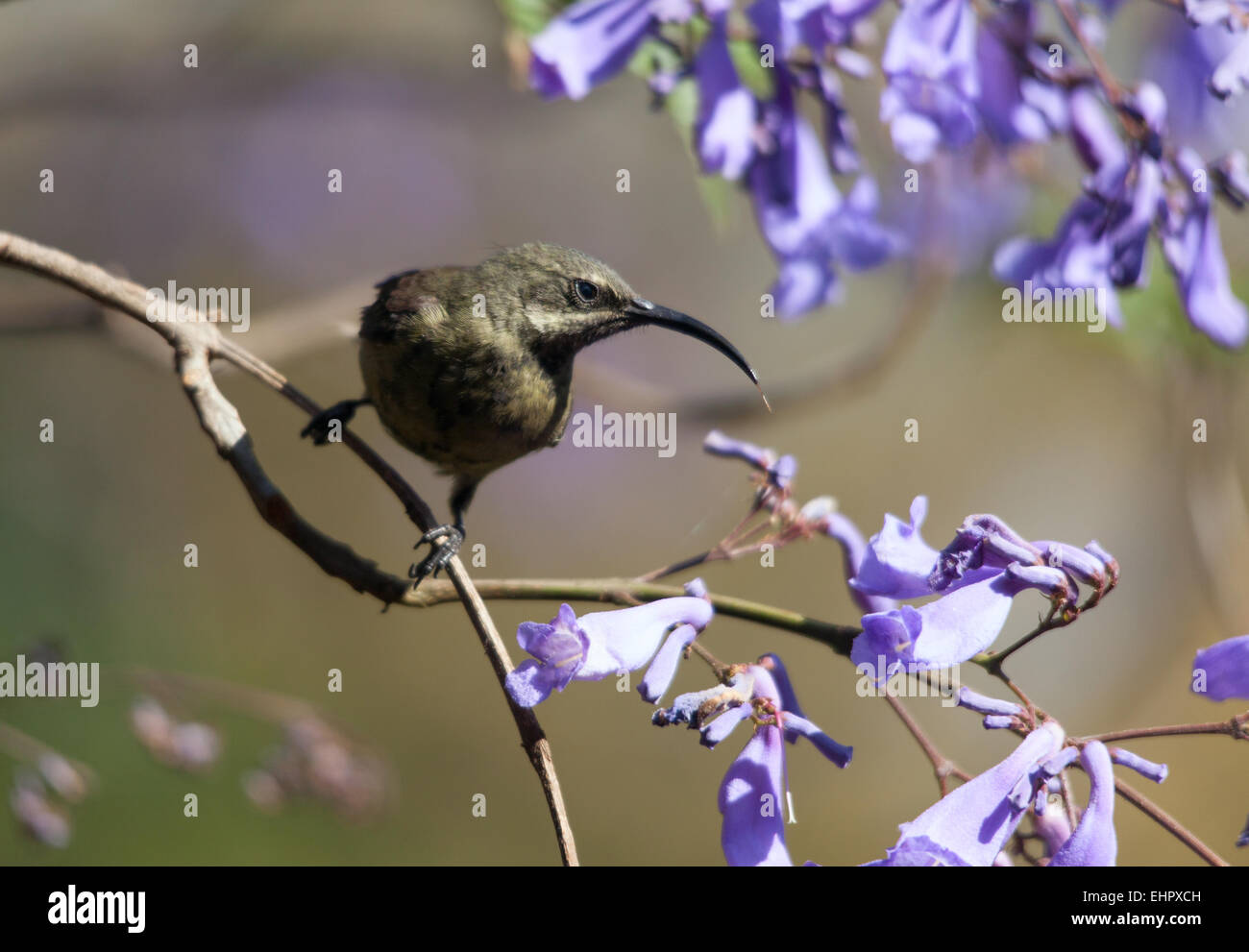 Ethiopia, Addis Abaab, Decemder 14,2013.A bird in the branches of a ...