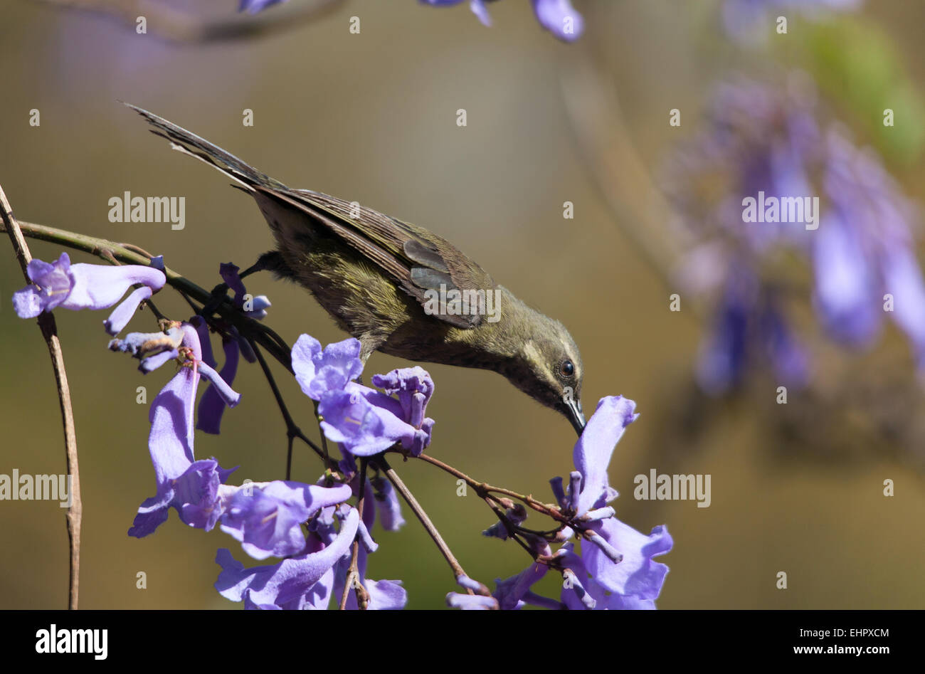 Ethiopia, Addis Abaab, Decemder 14,2013.A bird in the branches of a ...