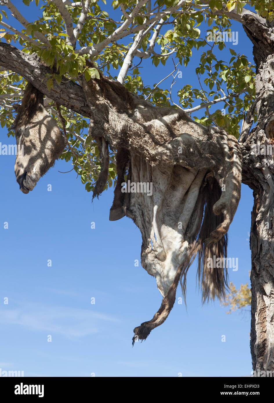 Hide sacrificial horse hanging on the tree Stock Photo - Alamy