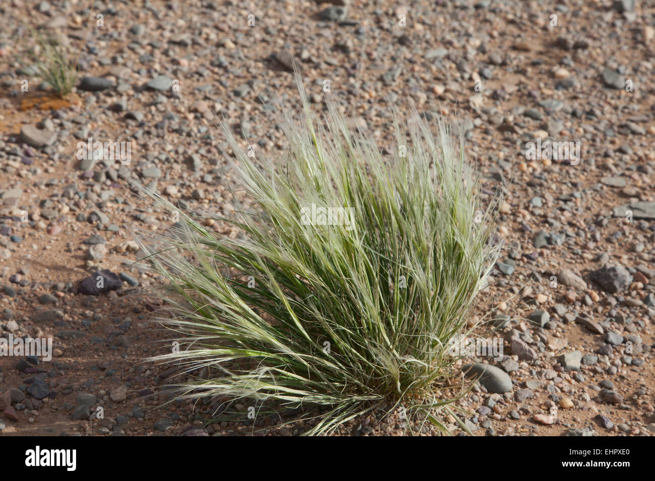 Typical steppe landscape in Mongolia Stock Photo - Alamy