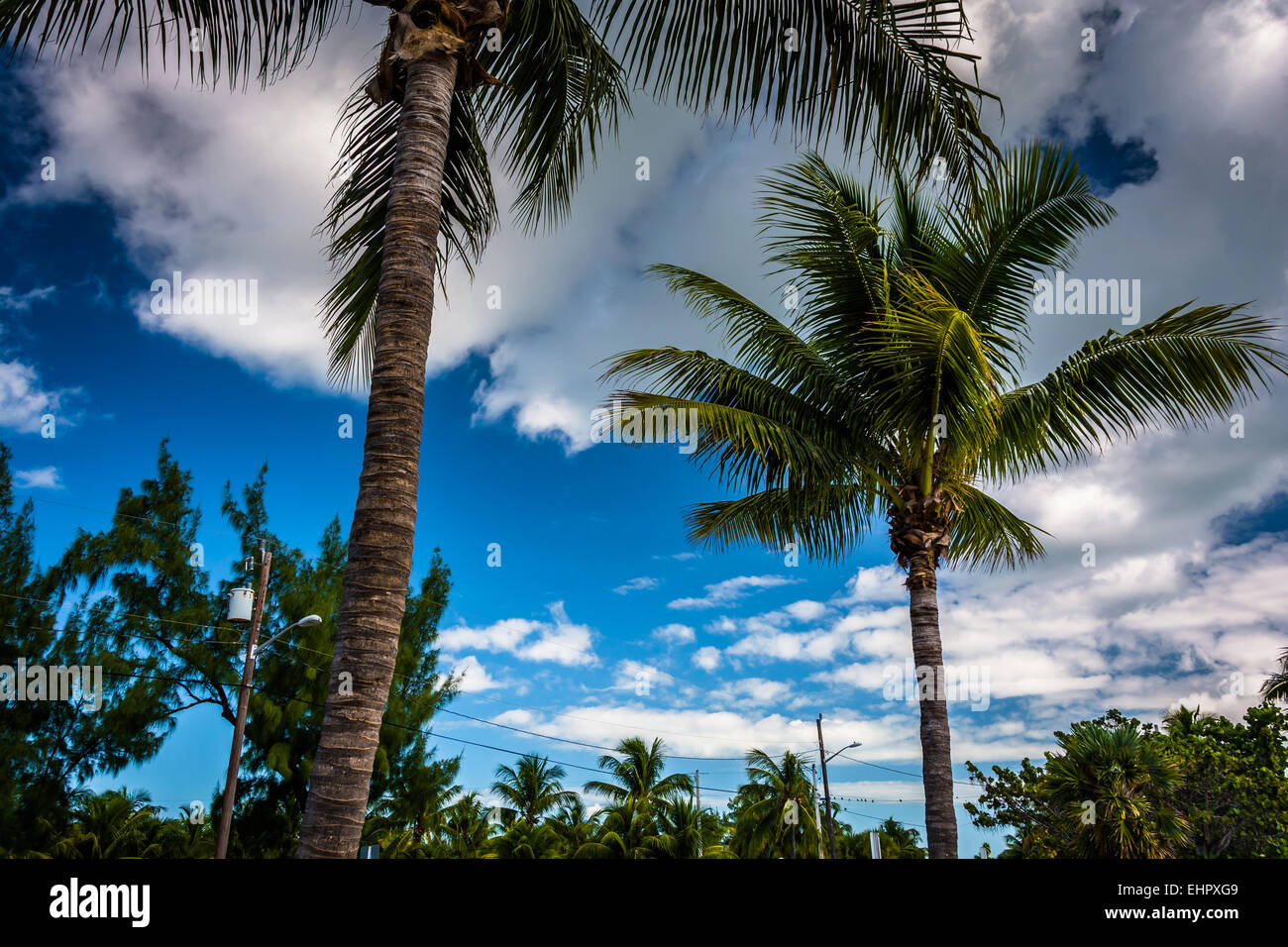 Palm trees in Key West, Florida Stock Photo - Alamy