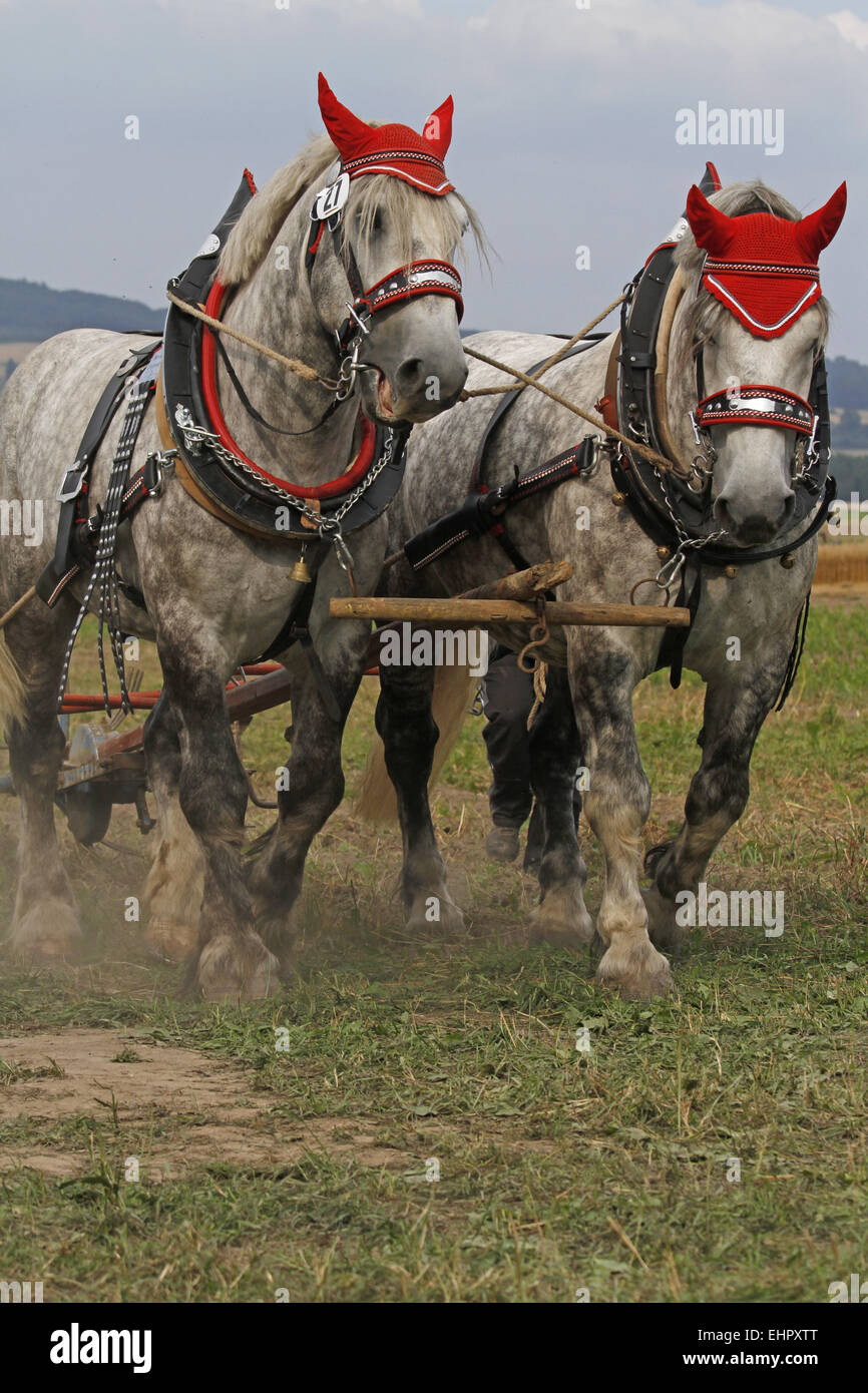 Percherons hi-res stock photography and images - Alamy