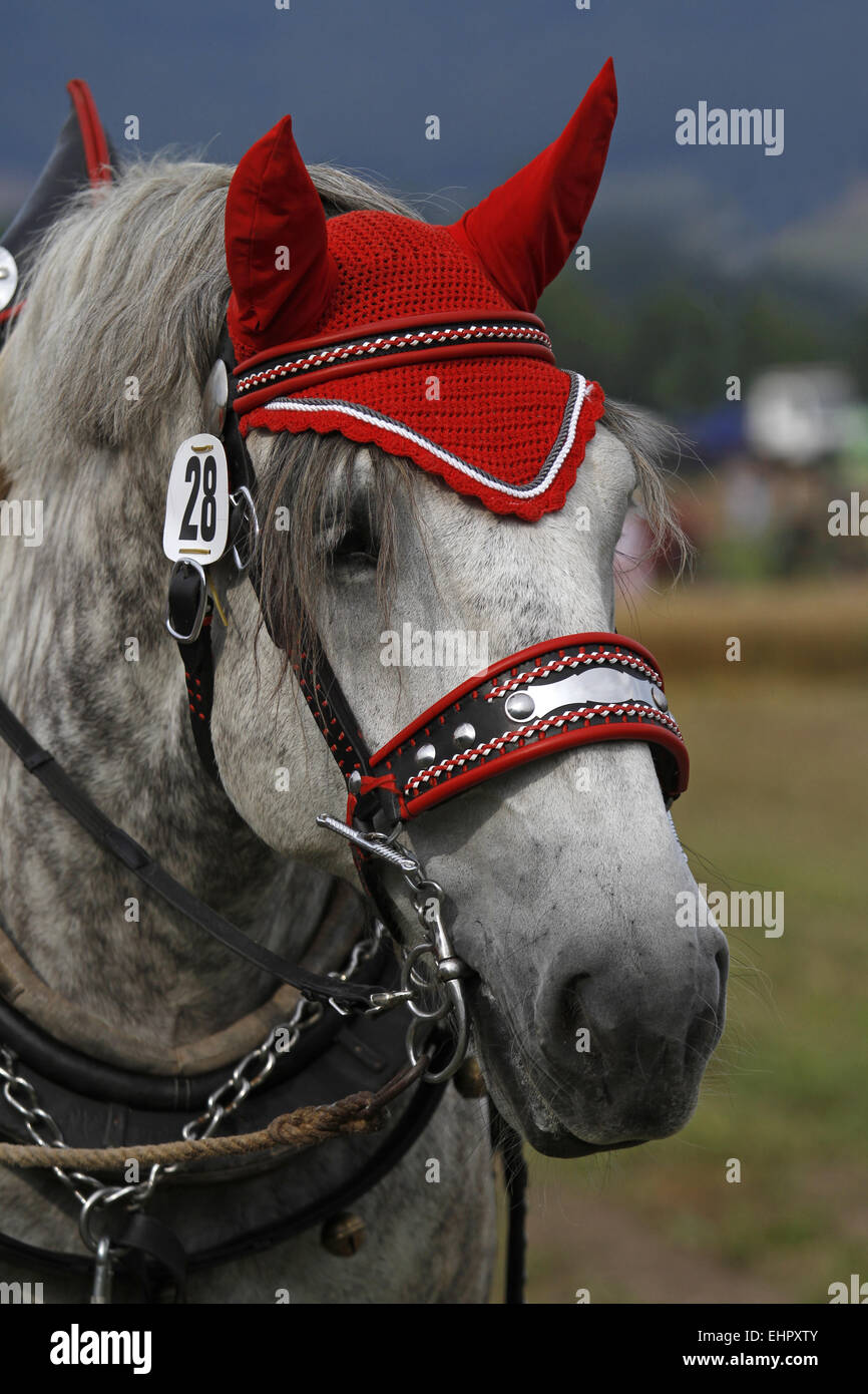 Percheron horse hi-res stock photography and images - Alamy