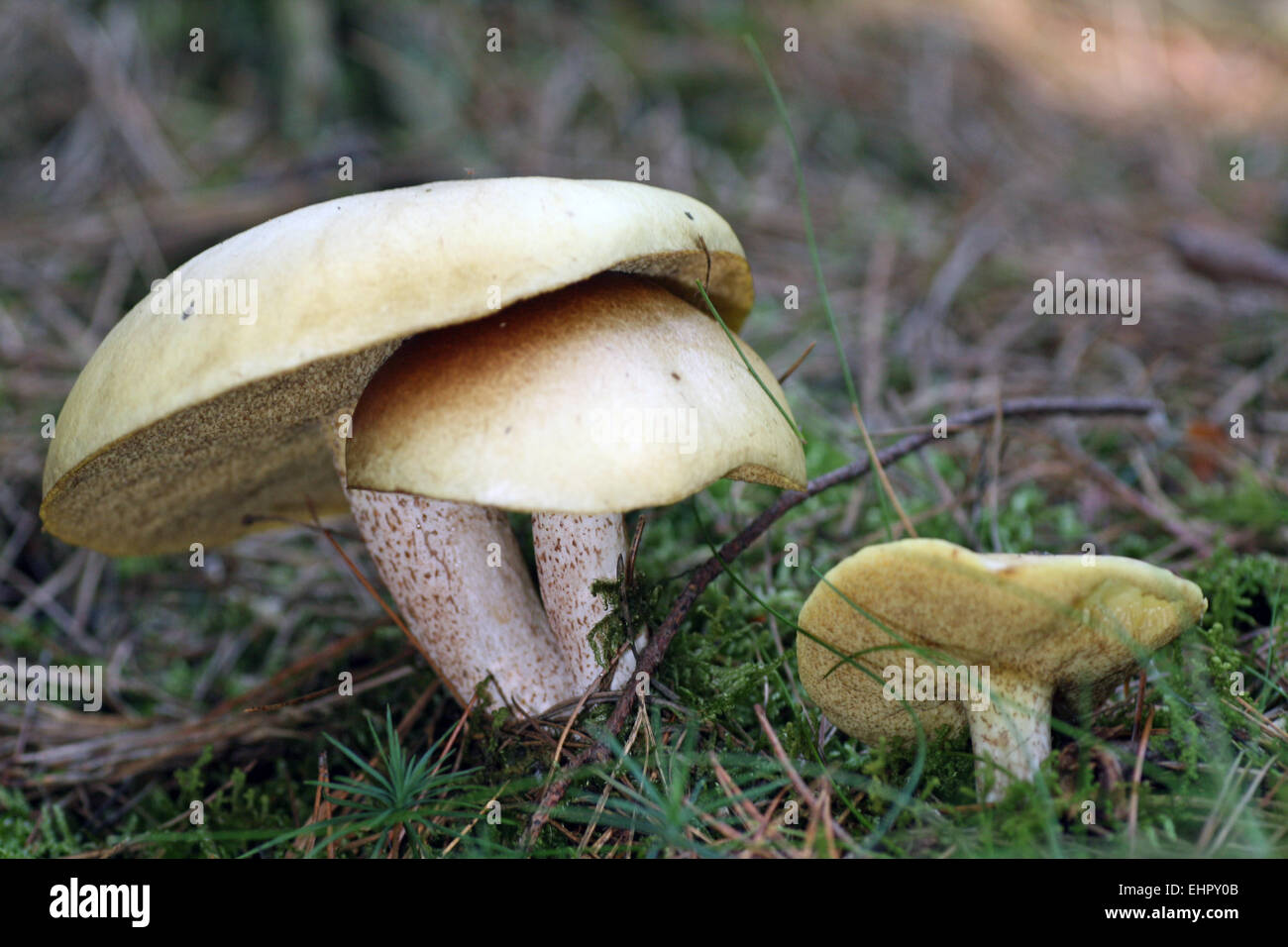 Weymouth kiefer hi-res stock photography and images - Alamy