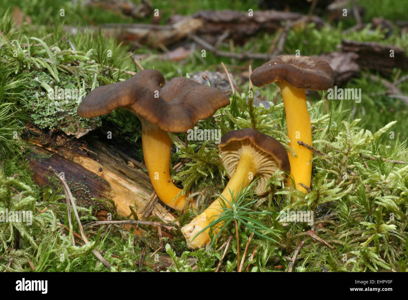 Yellowfoot craterellus tubaeformis mushroom hi-res stock photography ...